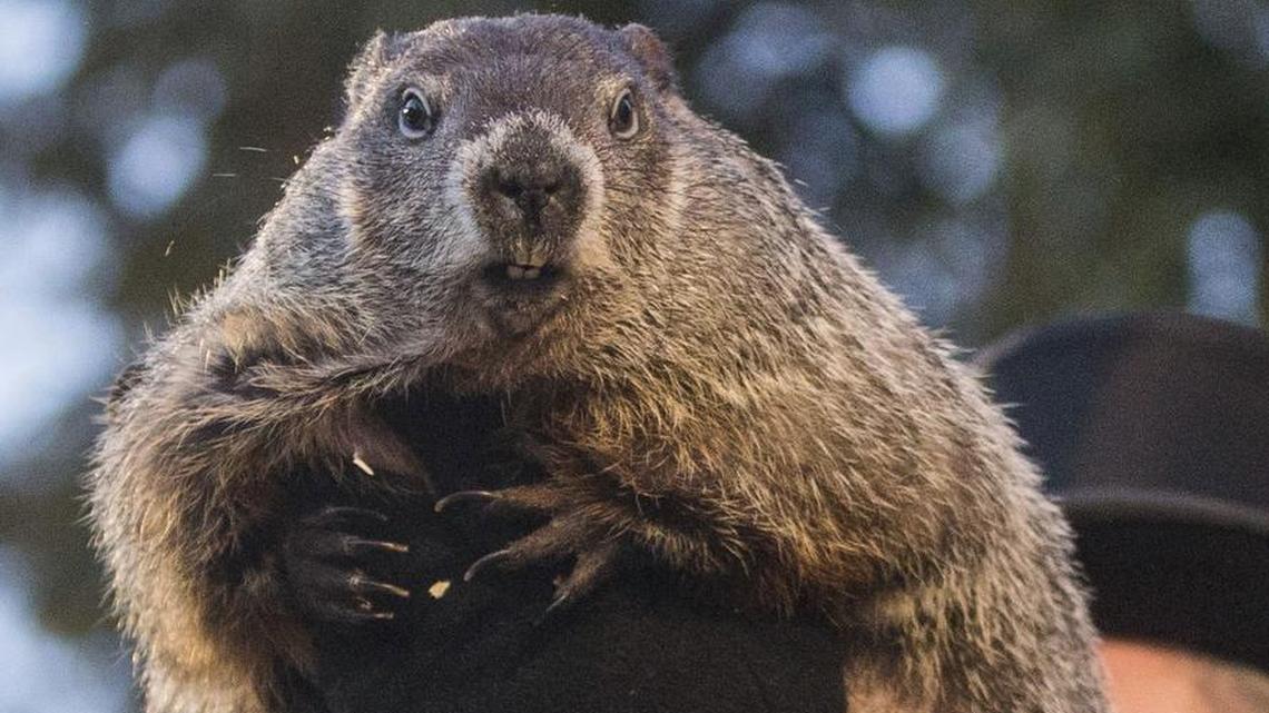 Will WA enjoy an early spring after Groundhog Day forecast ...