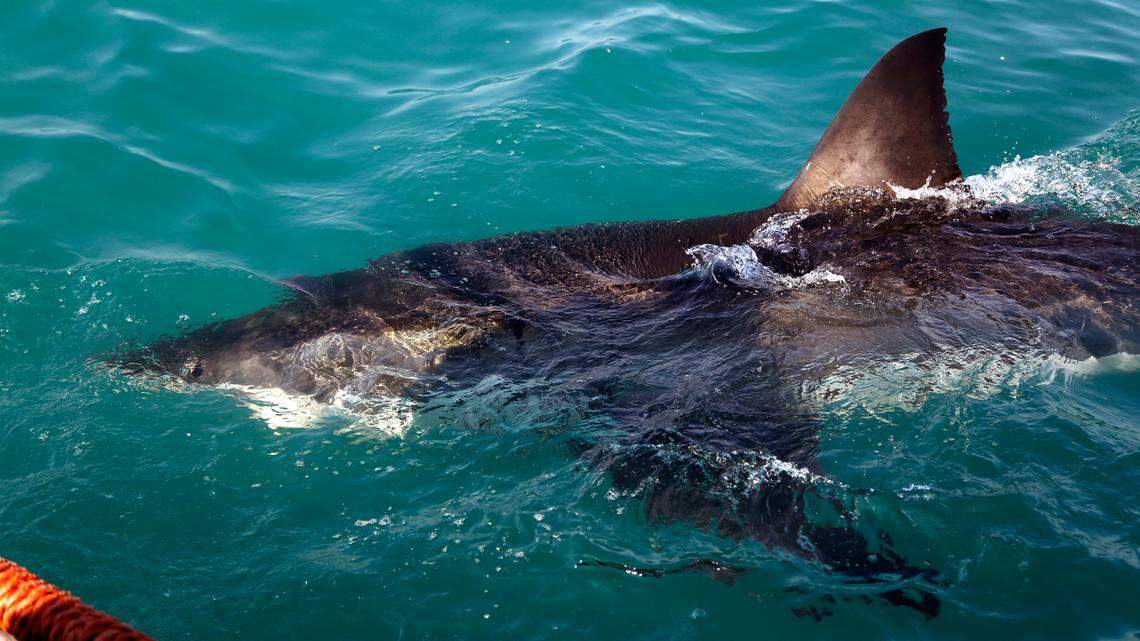 Aggressive shark bump injures surfer at San Diego CA beach | Sacramento Bee