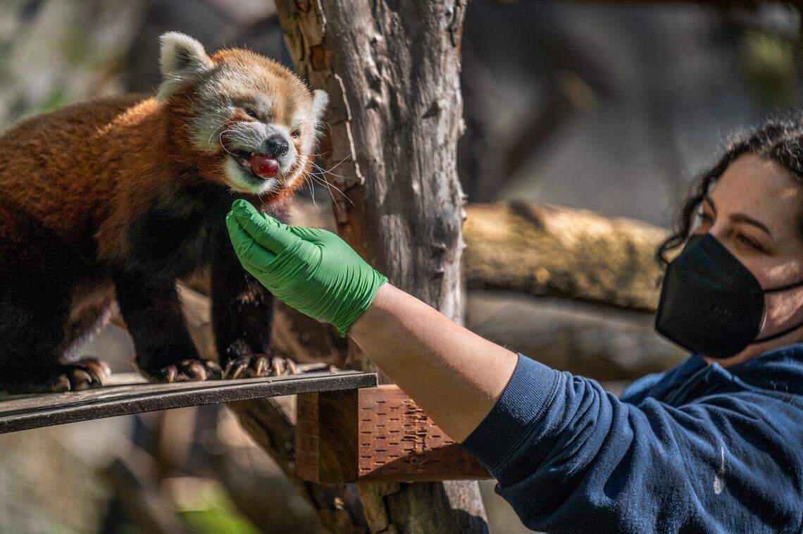 Here is when to spot a red panda at the Sacramento Zoo | Sacramento Bee