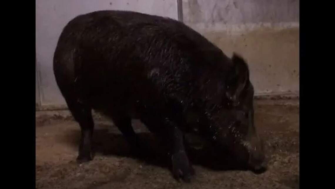 Officers tranquilize 100-pound pig terrorizing CA residents | Durham ...
