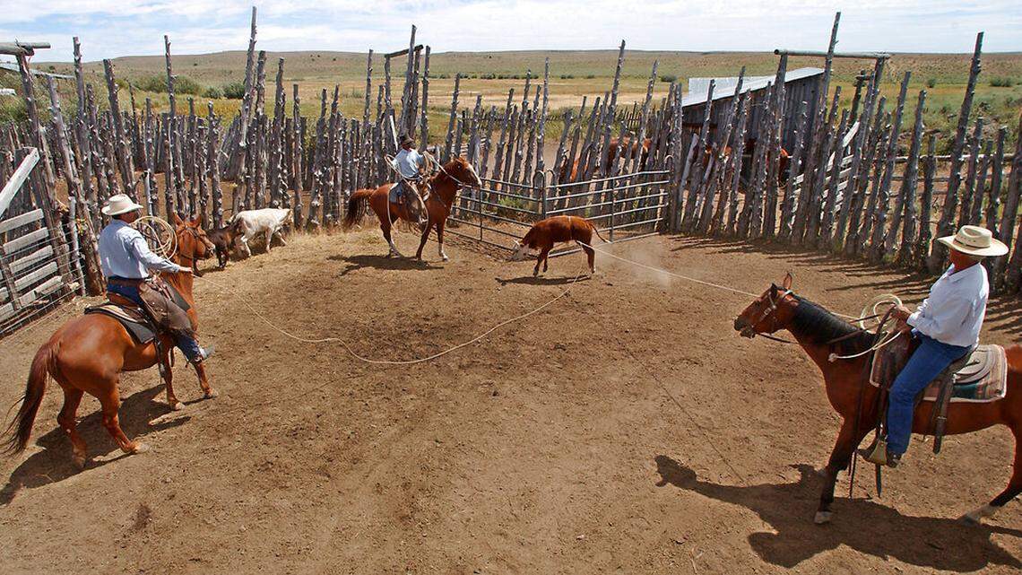 CA officials ban “brutal” practice of wild-cow milking | Sacramento Bee