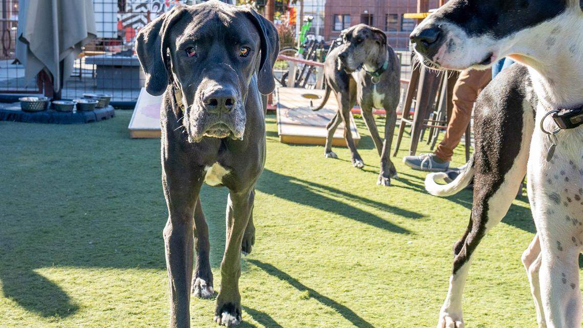 CA cities ranked on top 10 list of best places for dogs | Sacramento Bee