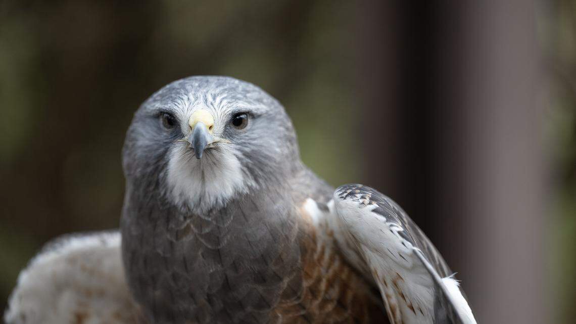Book of Dreams: Effie Yeaw seeks new perch for large birds | Sacramento Bee