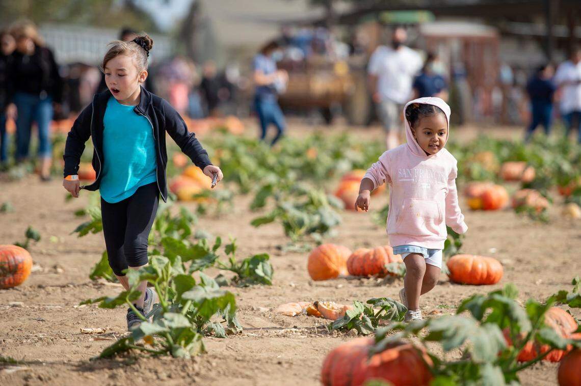 Best pumpkin patches in Sacramento CA? See Yelp reviews | Sacramento Bee