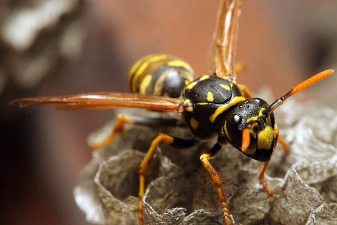 Wasps in CA: How to identify, avoid stings, symptoms | Sacramento Bee