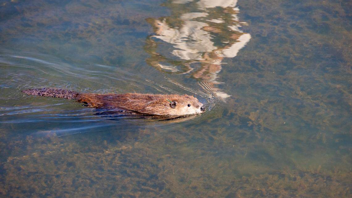 New law strengthens California beaver restoration efforts | Sacramento Bee