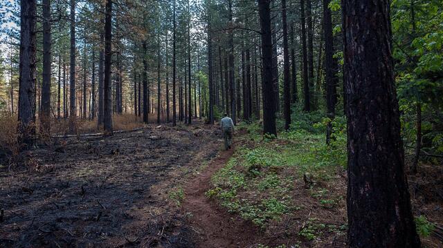 Wildfire season brings Tahoe National Forest CA restrictions | Modesto Bee