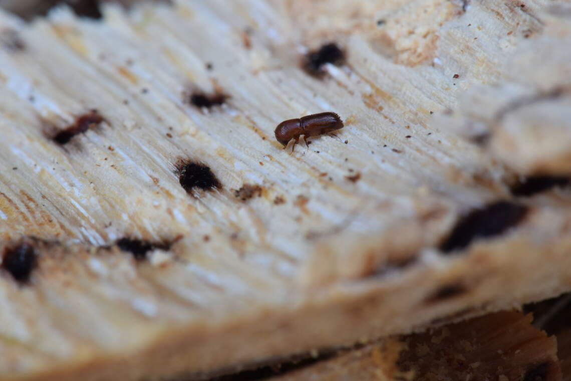 Protect Sacramento oaks from Mediterranean oak borers | Sacramento Bee