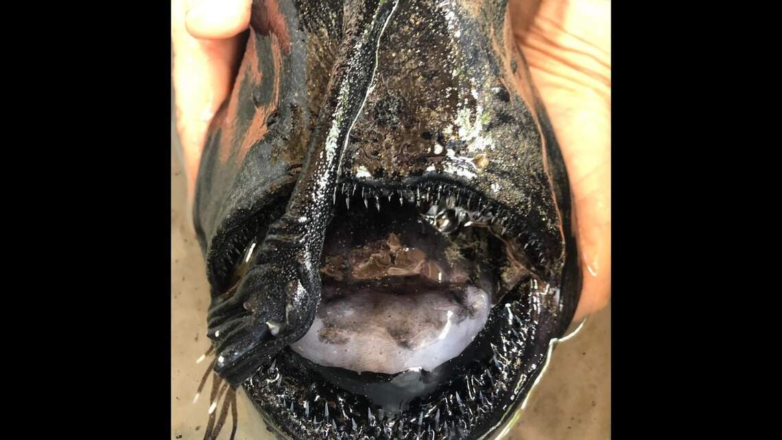 Rare deep-sea anglerfish washes up on San Diego CA beach | Sacramento Bee