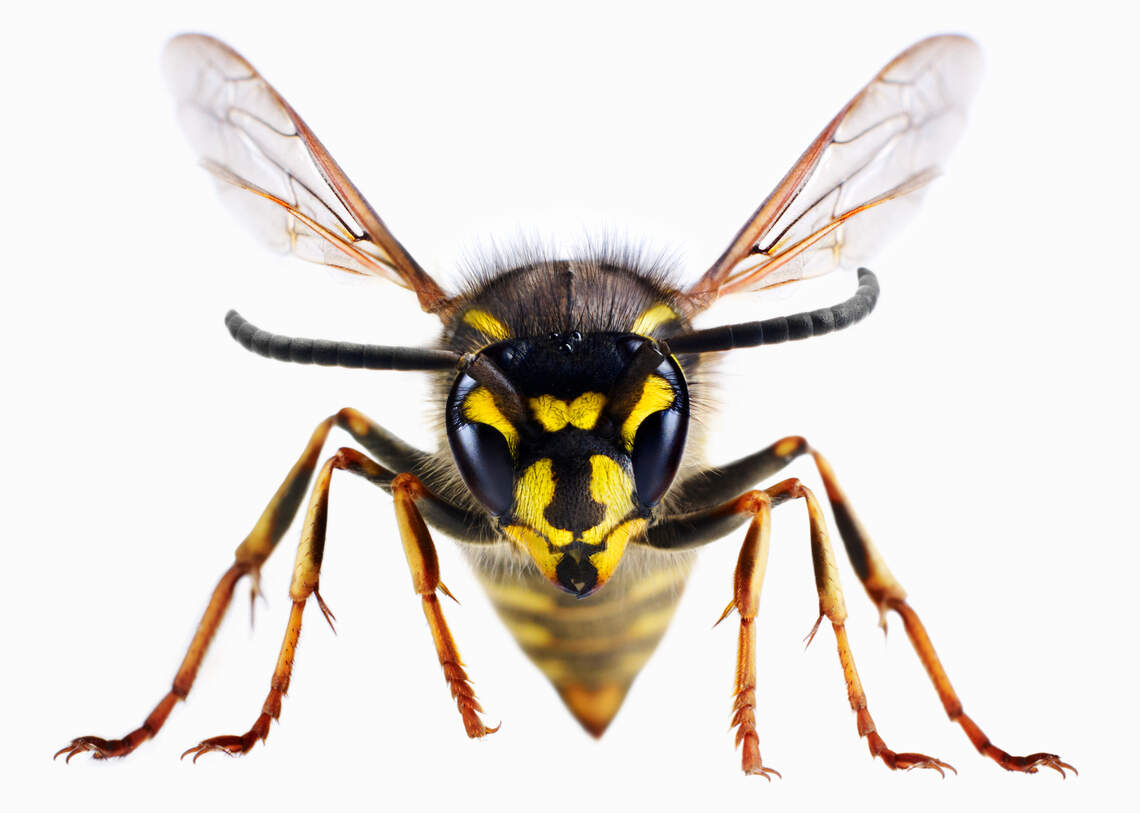 Wasps in CA: How to identify, avoid stings, symptoms | Sacramento Bee