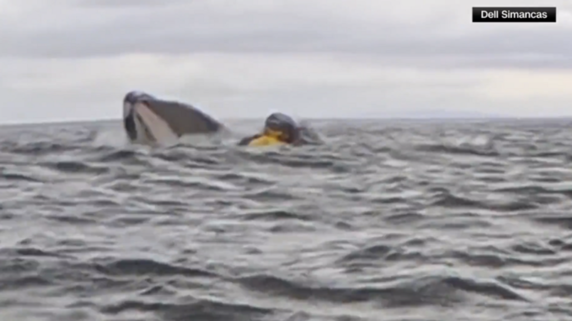 Video: Humpback whale briefly swallows kayaker in Chile | Sacramento Bee