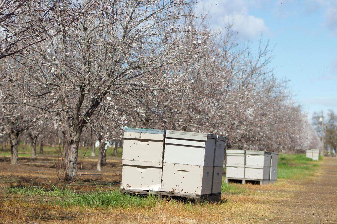 California almond farmers cope with shortage and hive theft ...