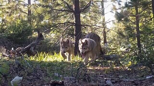California strike team aims to protect wolves and cattle | Sacramento Bee