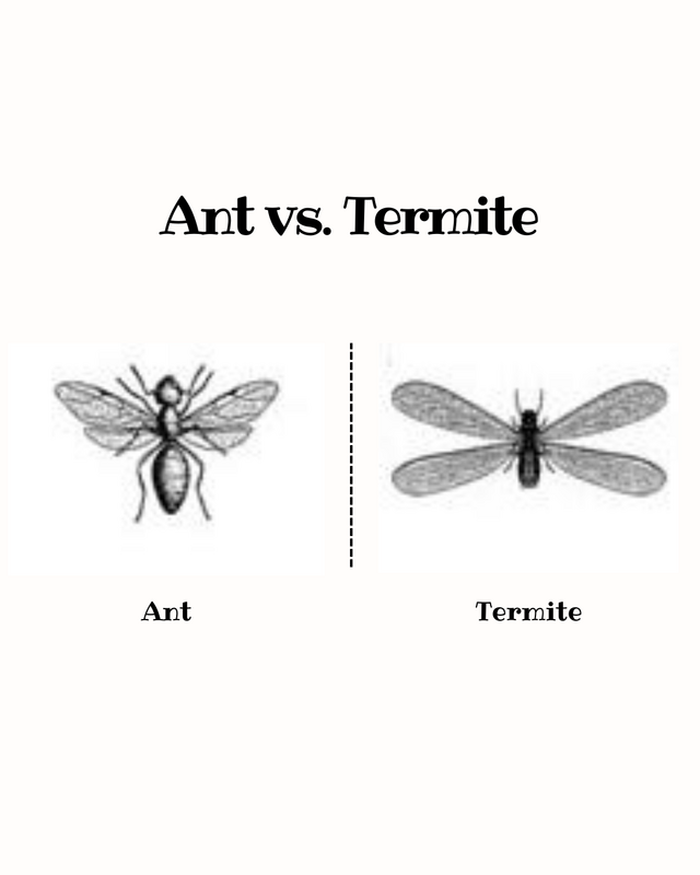 Termites are in CA homes this spring. How to identify signs | Fresno Bee