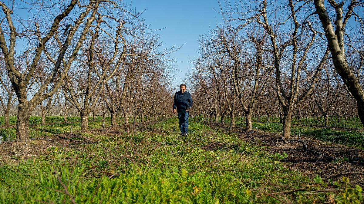 USDA approves $9M tree removal program for CA peach growers ...