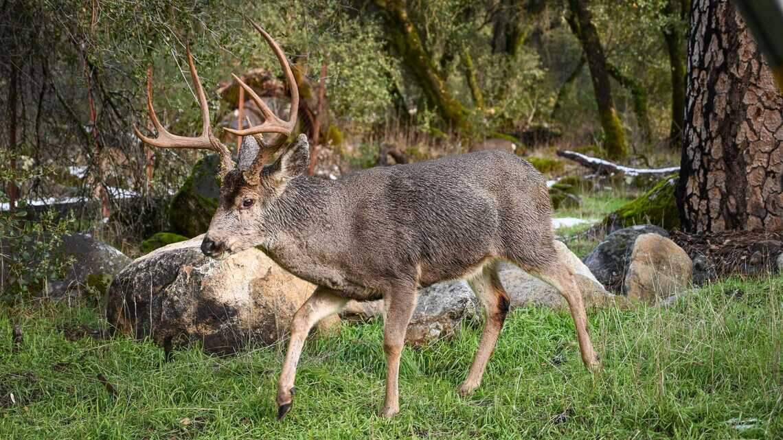 Chronic wasting disease first cases found in California deer | Modesto Bee