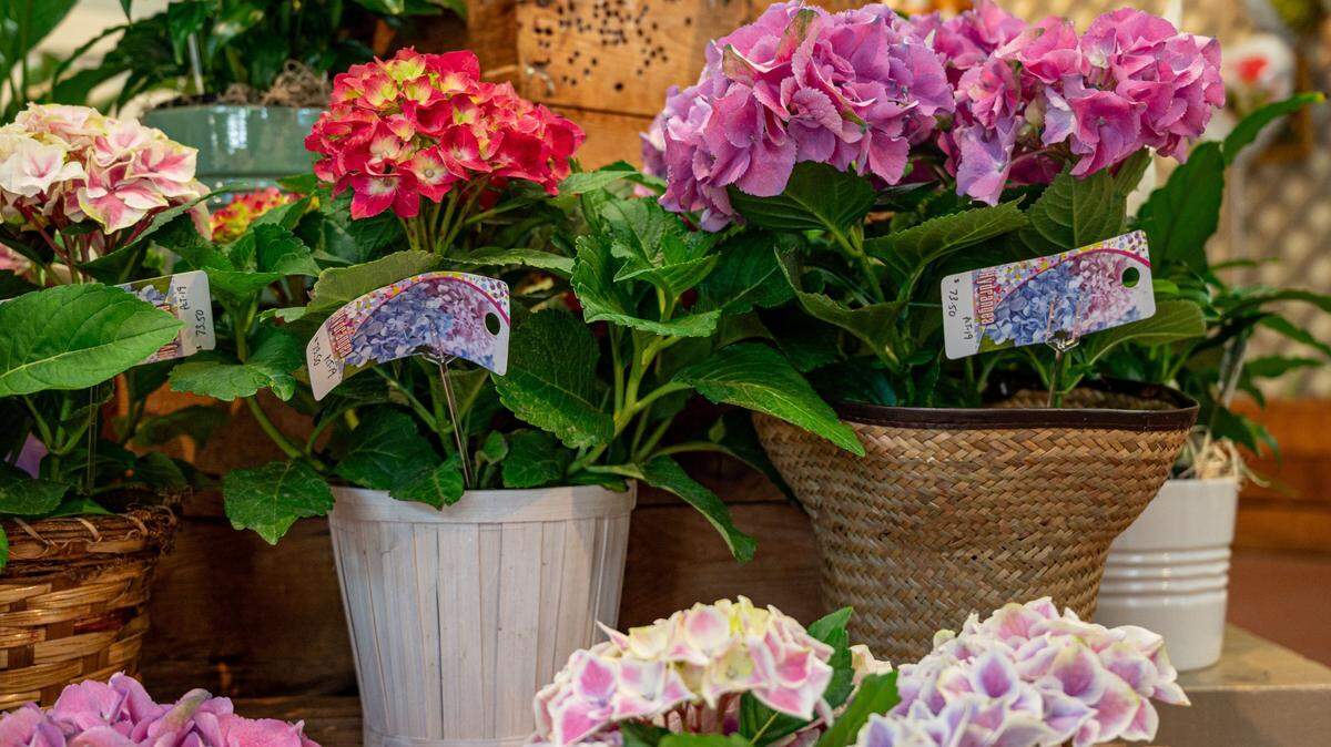 Top Sacramento florists for Mother’s Day bouquets | Sacramento Bee