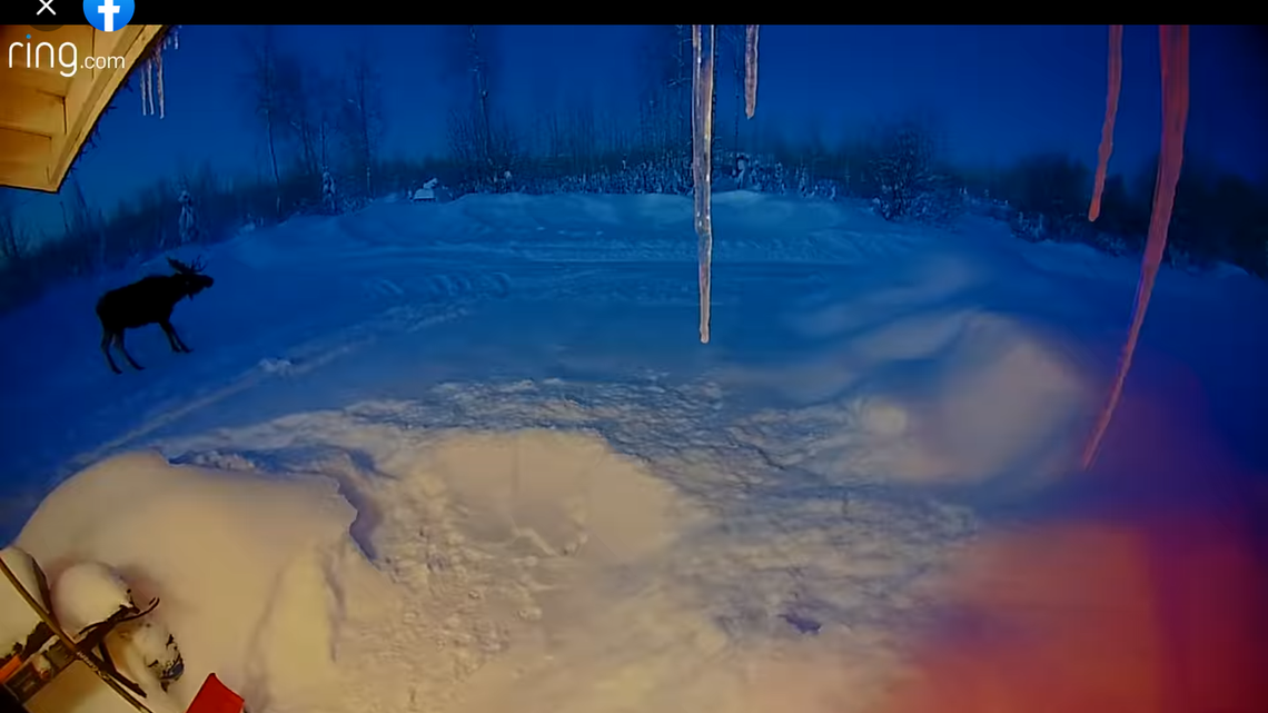 Watch a moose caught on video shedding his antlers in Alaska ...