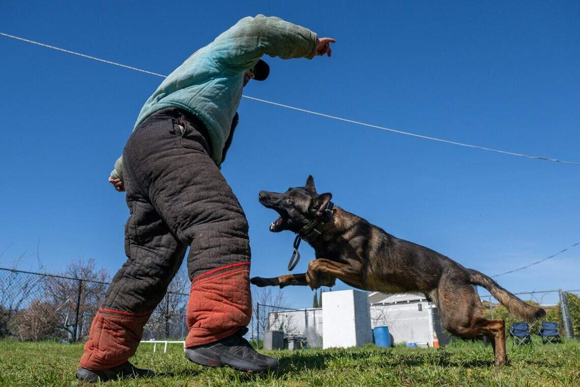 French ring dog sport gains traction in Sacramento suburbs | Sacramento Bee