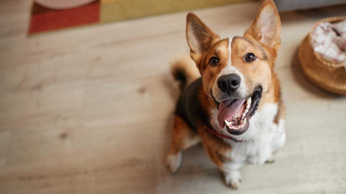 Vote in Stanislaus County cutest dog contest: Poll open now | Modesto Bee