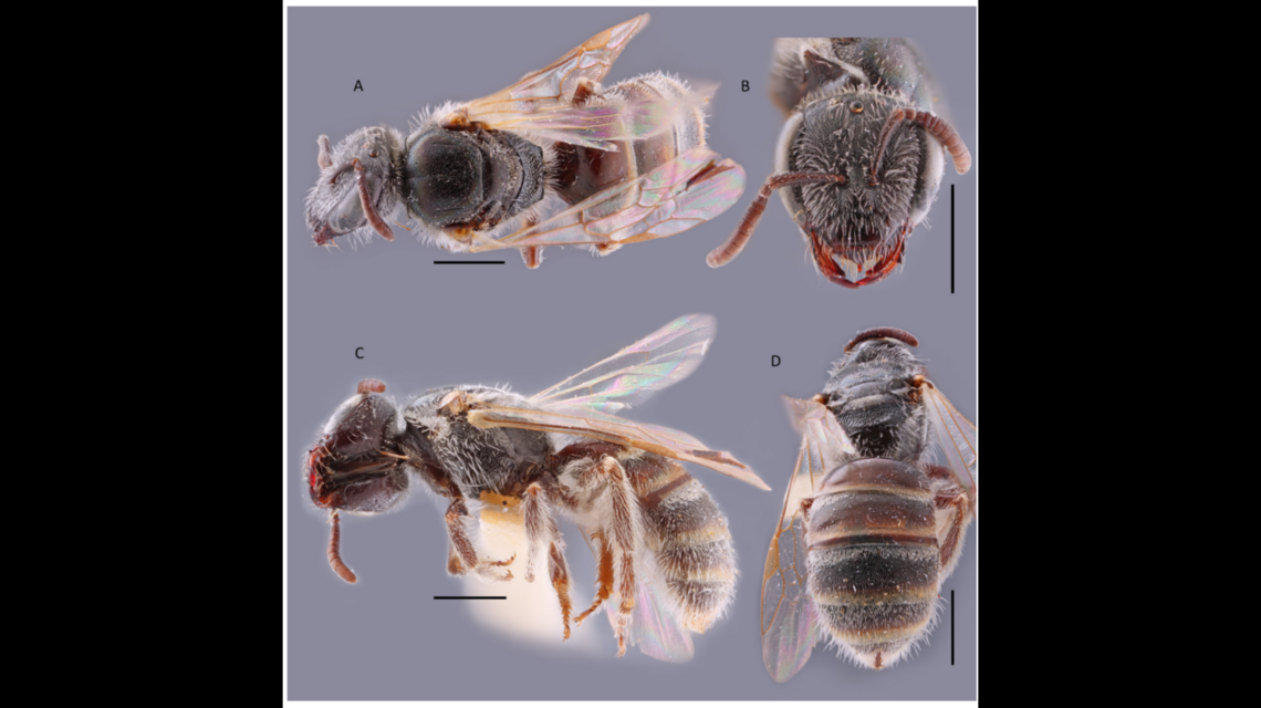 New species of bees discovered in CA and AZ: photos | Sacramento Bee