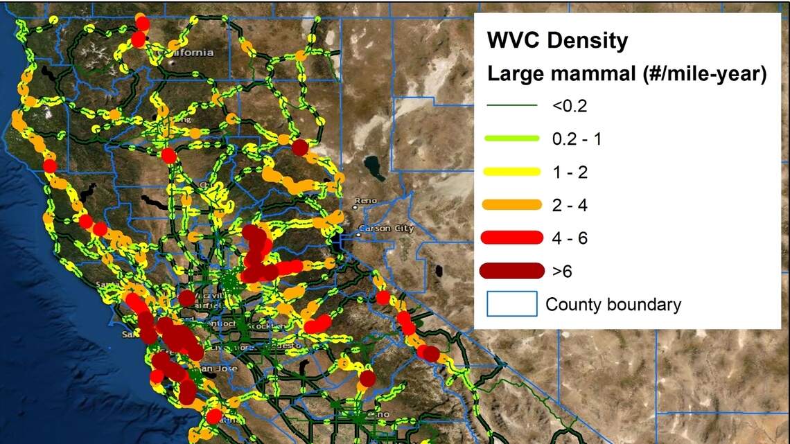 Roadkill on California highways: Here’s where and its cost | Sacramento Bee
