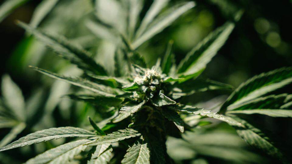 Can I own a gun & use medical cannabis in KY? Top questions | Lexington ...