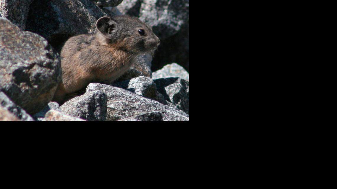 Climate change pushes pika from traditional sites in the Sierra ...