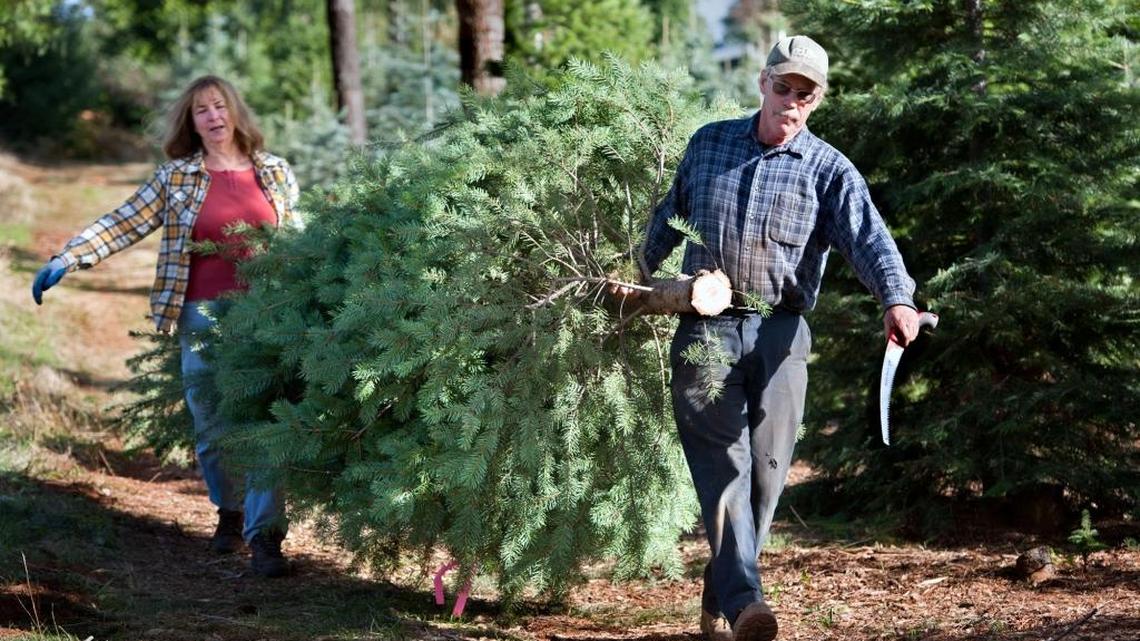 Christmas trees in CA: Where is cutting trees legal? Banned ...