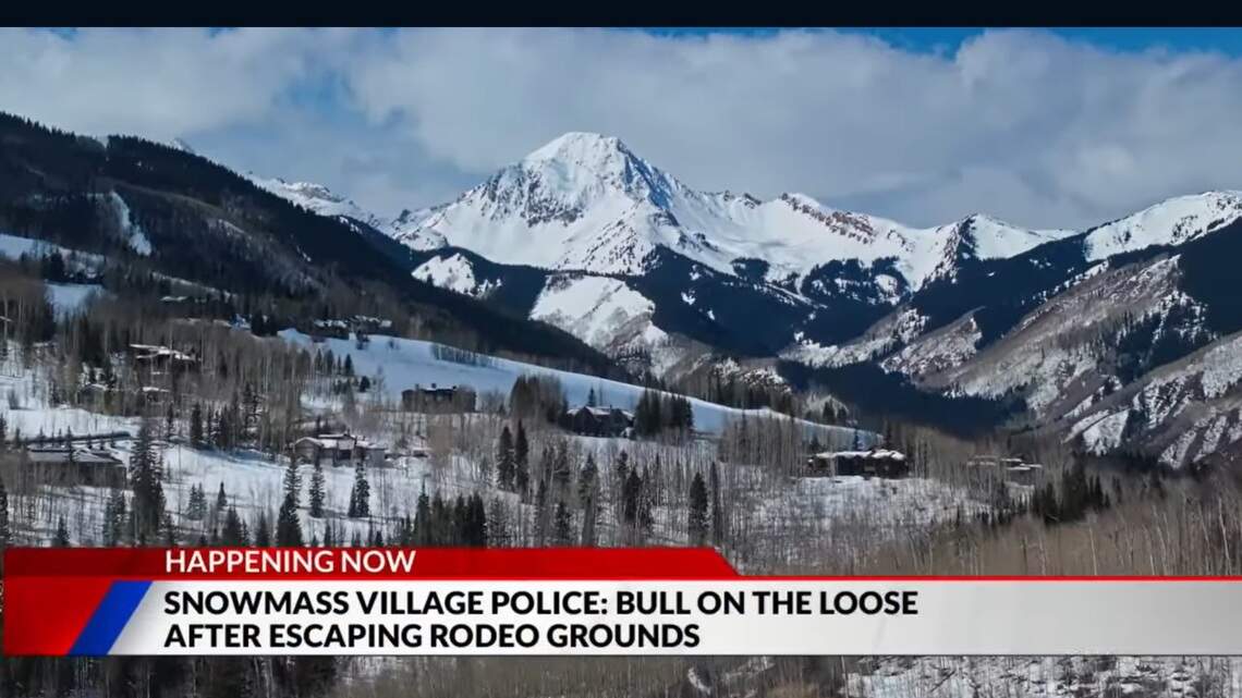 Cowboys search for escaped bull in Colorado town | Tri-City Herald