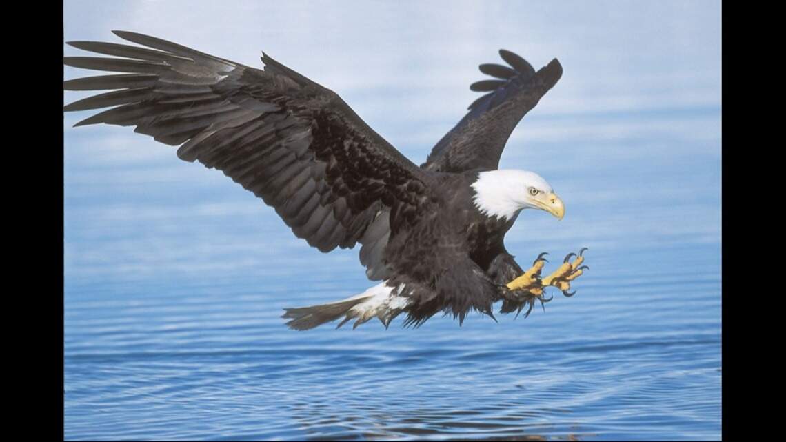 Protected creature euthanized after being found shot in Utah ...