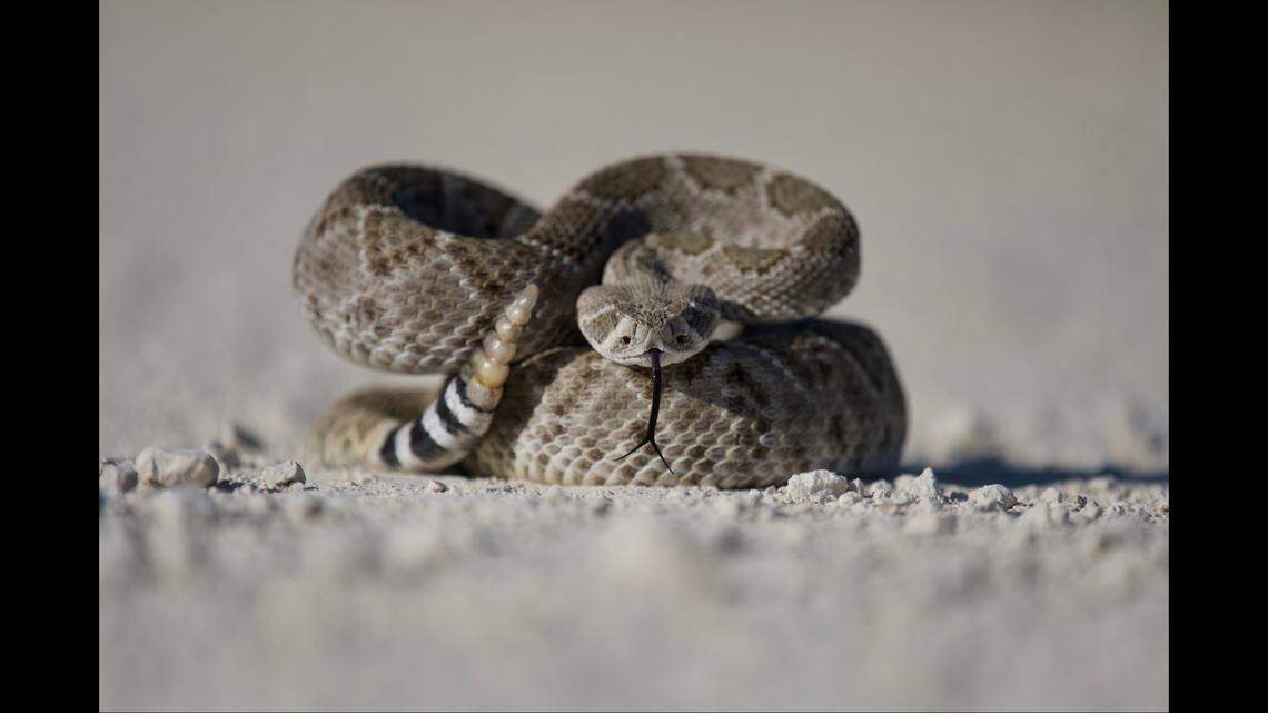 CA rattlesnakes: What should I do if snake bites dog? | Sacramento Bee