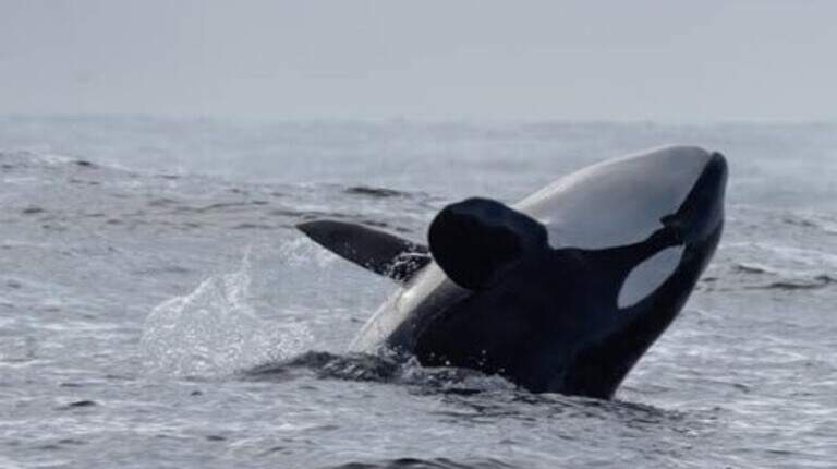 WA orca whales wearing salmon hats, 1980s fashion fad revived | Tacoma ...