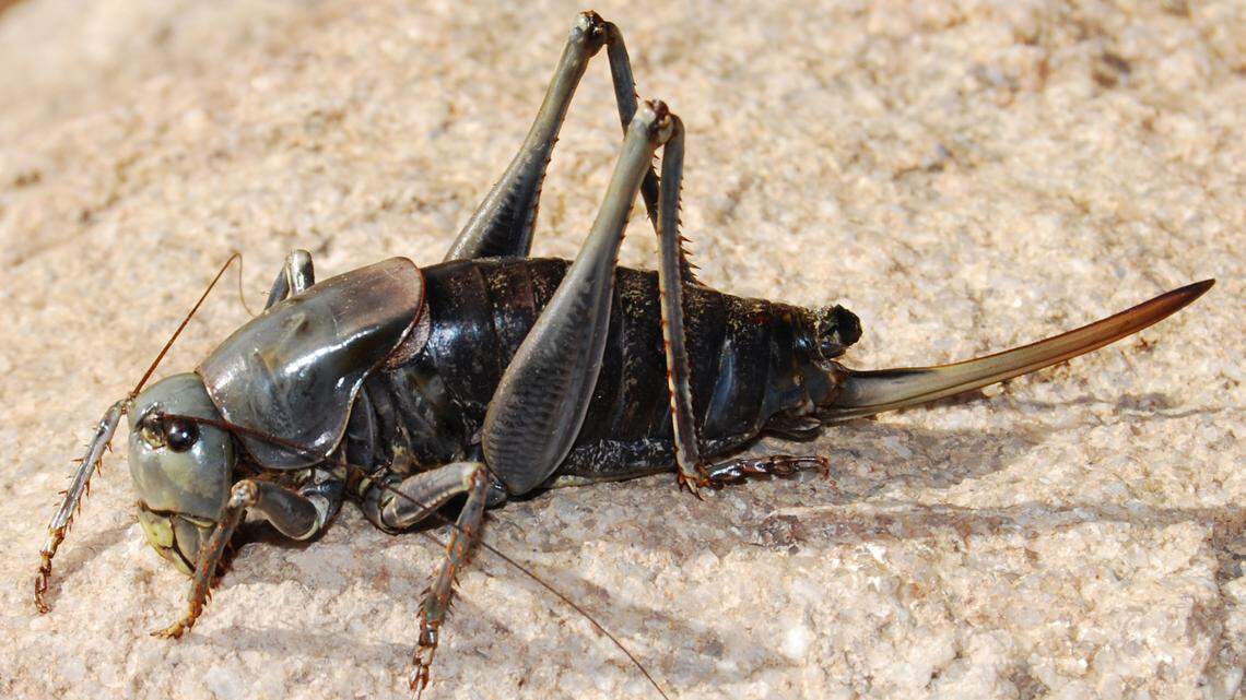 Mormon crickets take over NV, inspires CricketCon | Sacramento Bee