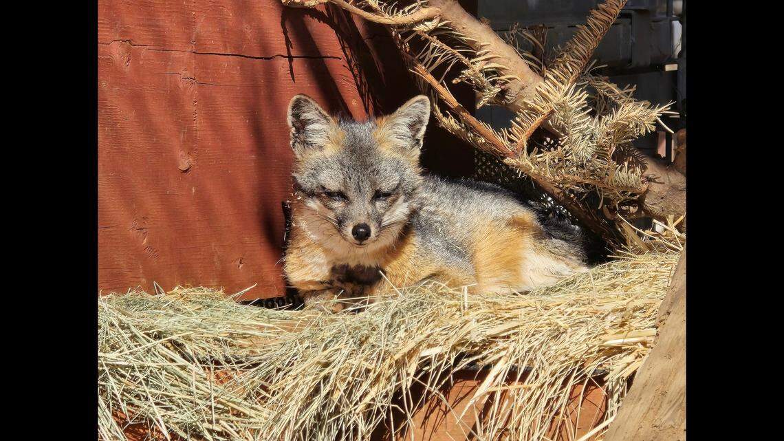 Fox hurt in California wildfire returns to ‘where he belongs ...
